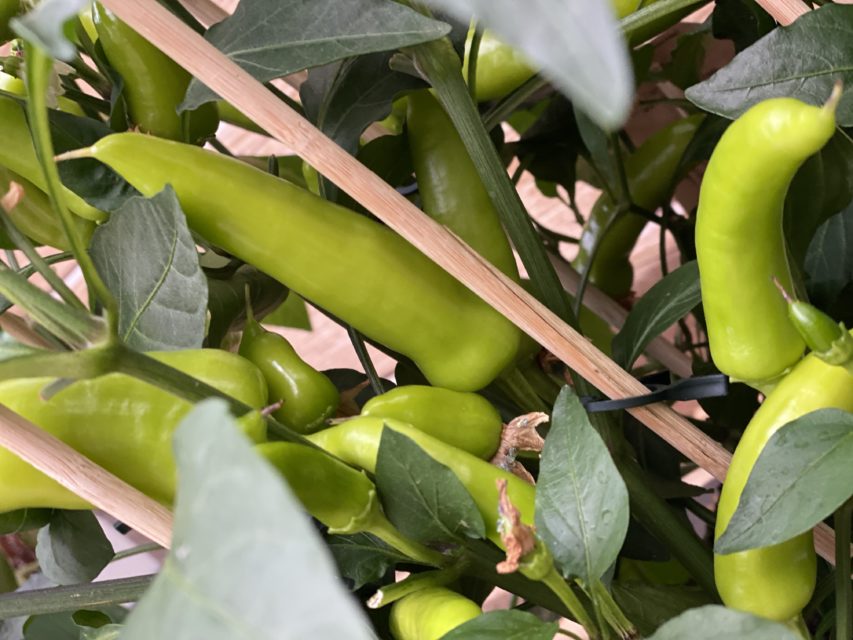 Schärfe von Chili - Sorten und die Scoville-Skala